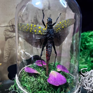 OVERSTOCK: Spread Penthicodes Farinosa Tulia Lanternflies | Etsy