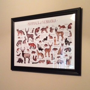 Tennessee Backyard Birds Field Guide Art Print / Watercolor | Etsy