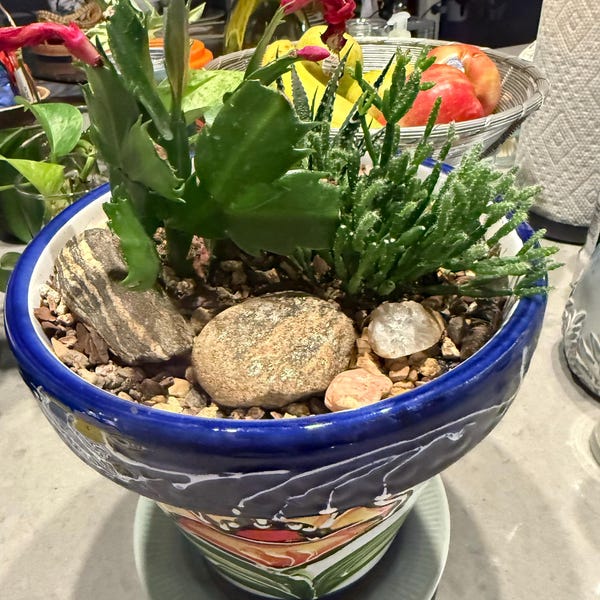 Dancing Bones Cactus | 2 Inch | Rhipsalis Salicornioides | Live ...
