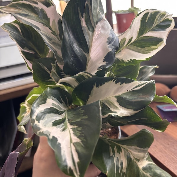 Calathea Stella Lush | Calathea Stella Starter Plant | Rooted Calathea ...