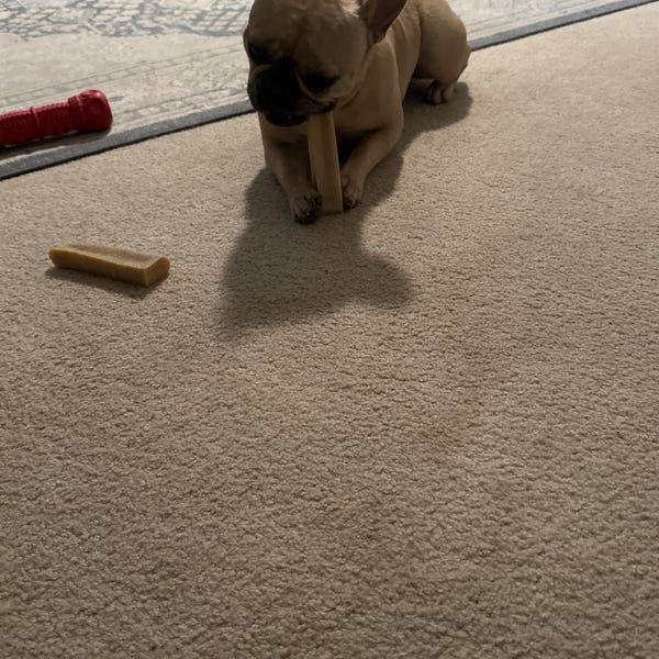 Stuffed Beef Gullet Sticks Dog Chews! Try Them! - Etsy