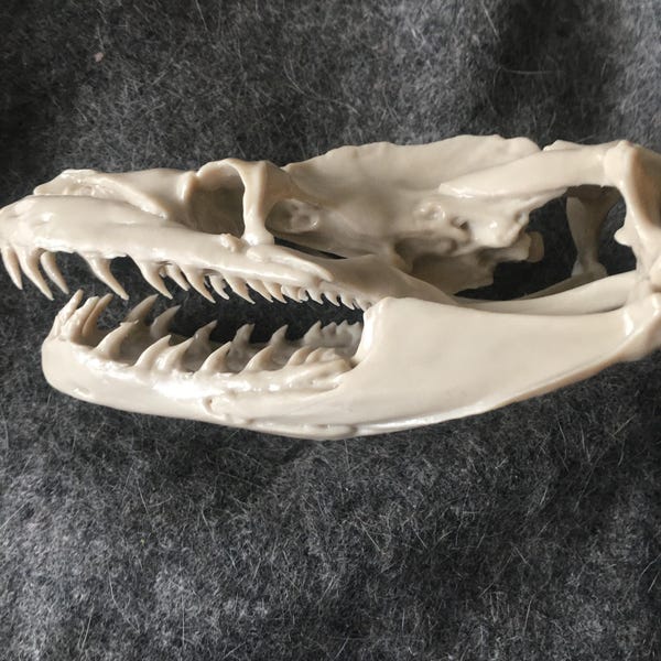 Starling, Samoan Starling, Life Size, Bird Skull, Replica Skull, Resin ...