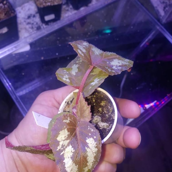 Begonia Mantuk, Terrarium Species From Papua New Guinea, 2 Inch Potted ...