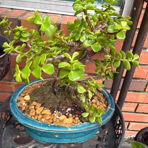 Lousbonsai.com Green Dwarf Jade Bonsai Tree for the Beginner and Please ...