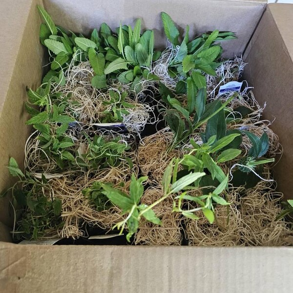 Agastache 'black Adder' (mexican Hyssop) - 3 Well Rooted Starter Plants ...