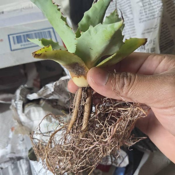 Cryptocereus Anthonyanus (ric Rac or Zigzag Cactus)- Fragrant, Night ...