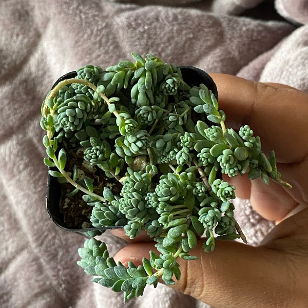 Sedum Dasyphyllum Major Blue Tears Sedum Live Succulent Plants 2" 4” 6 ...