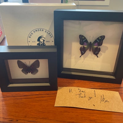 Preserved Scarab Beetle Anatomy Taxidermy Display - Etsy