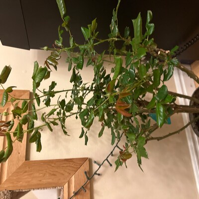 French Cut Rose Pink Strong Fragrant Rose Live Plant, 1 Gallon - Etsy