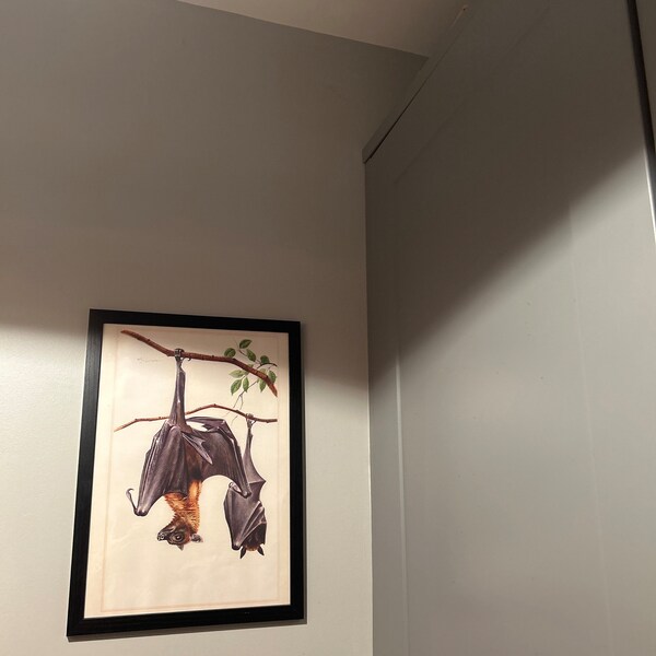 Vintage Bat Poster, Bat Illustration, Bat Print, Large Bat Wall Art ...