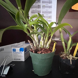 Siling Labuyo RARE Filipino Chili Pepper Seeds Free Shipping the ...