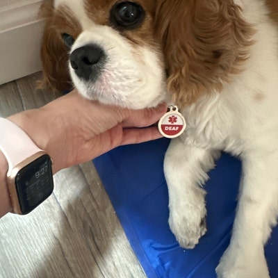 Flag of Sweden Pet Tag Swedish Flag ID Tags Custom Dog Cat Tags FREE ...