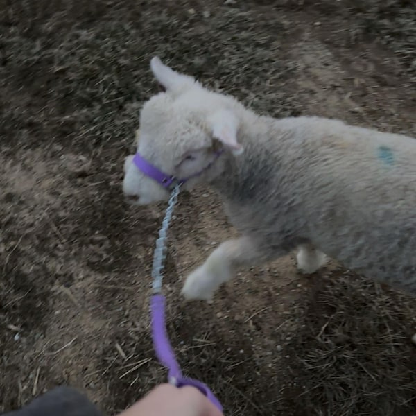 LAMB HALTER | "duo" | Stock Show | Show Lamb | - Etsy