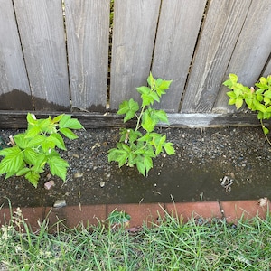 2 Raspberry Plants Joan J Completely Thornless, Everbearing, High ...