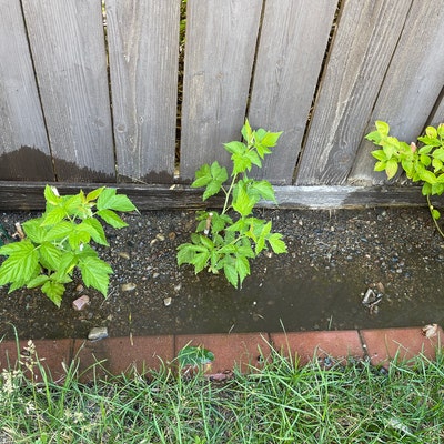 2 Raspberry Plants Joan J Completely Thornless, Everbearing, High ...