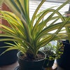 Large Pandanus Baptistii Aureus - Variegated Dwarf Pandanus in 1 Gallon ...