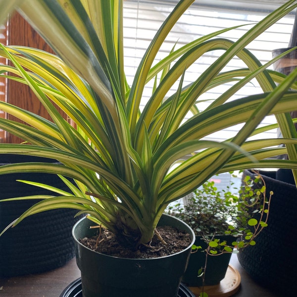 Large Pandanus Baptistii Aureus - Variegated Dwarf Pandanus in 1 Gallon ...