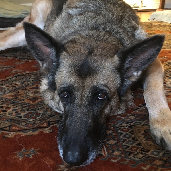 DIY Fillable Dainty Lock of Hair Memorial With Your Pet's Fur or Human ...