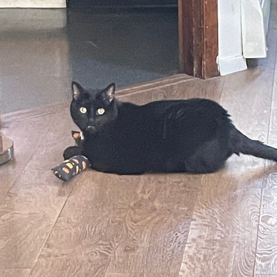 Spooky Easter Sticker Hoppy Spooky Easter Spooky Easter - Etsy