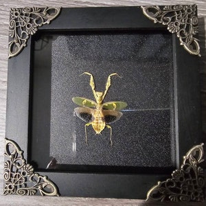 Baroque Gothic Artwork, Luna Moth Framed, Goth Black Witch Wall Display ...