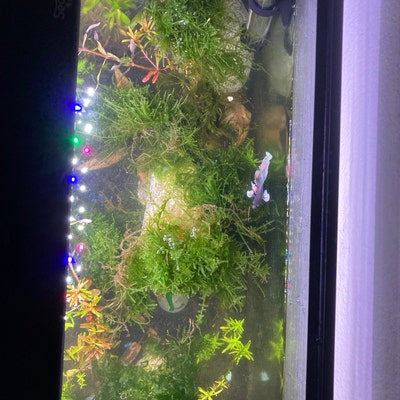 Shipping Upgrade Buyer Appreciation Listing Etsy