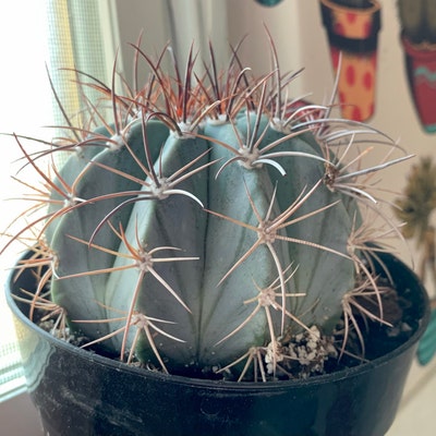 Mammillaria Elongata Well Rooted copper King Live Cactus - Etsy