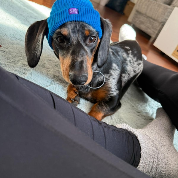 Corduroy Dog Cap – Stylish Dog Baseball Hat With Ear Holes | Adjustable ...