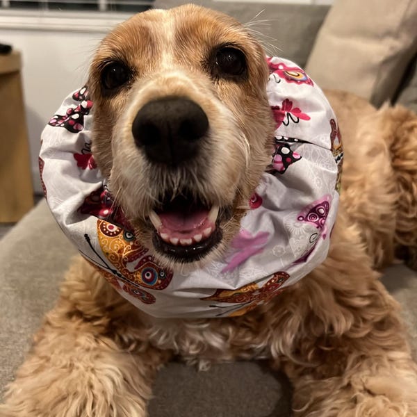 Cotton Dog Snood Handmade Summer Dog Snood Afghan Hound Snood Cocker ...