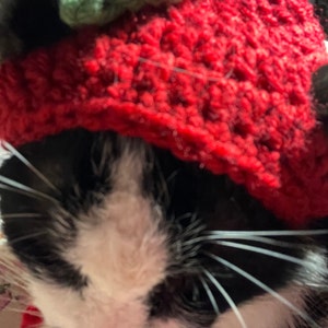 Apple Hat for Cats - Etsy