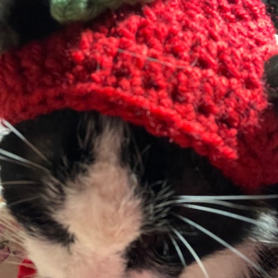 Apple Hat for Cats - Etsy