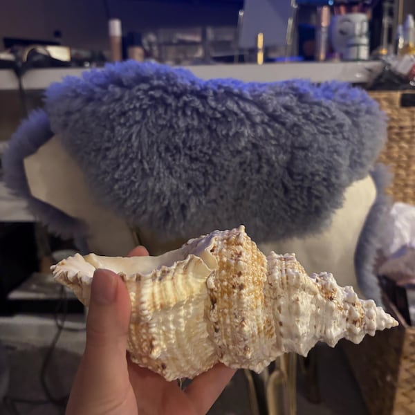 Natural Seashell, Conch, Pearly Shining, Top Shell, Hermit Crab, Sea ...