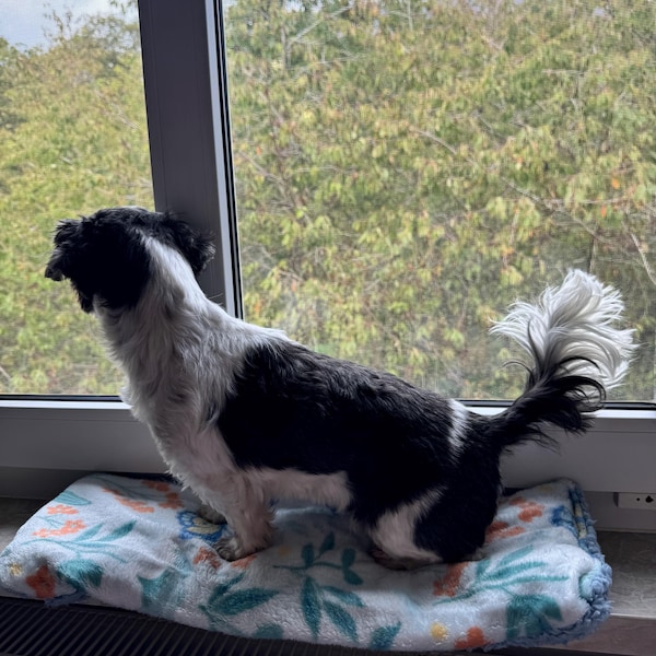 Window Sill Cat Pad/ 8 Sill Pad - Etsy