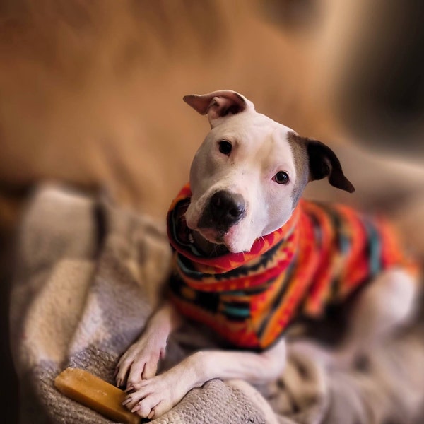 2 Pack of Aloha Crunch Bites. Churpi Yak Himalayan Puffs Infused With ...