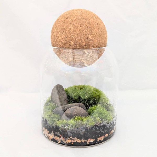 Princess Pine Tree Clubmoss Plants for Fairy Garden, Terrarium, Garden ...