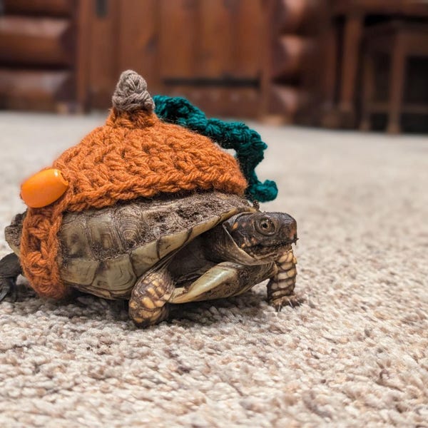 Tortoise Sweaters-target Pattern, Turtle Costume, Pet Costume, Cute ...