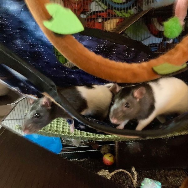 Rat Fall Breaker, Rat Fall Safe, Rat Cage Hammock, Rat Cage, (fall ...