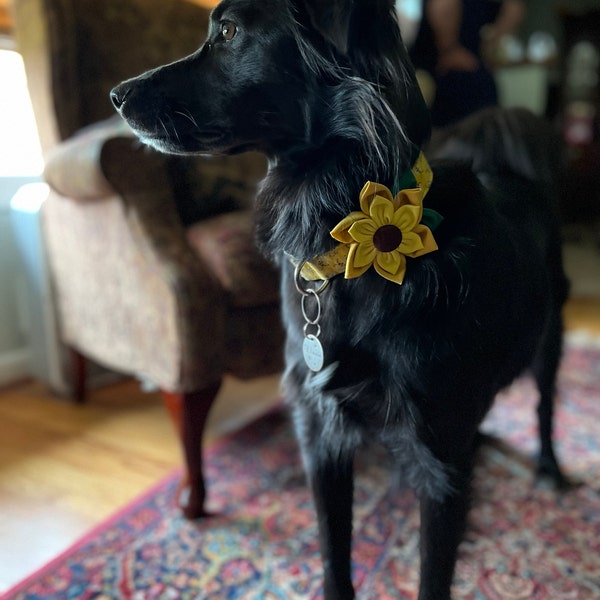 Dog Collar, Sunflower, Sunflower Dog Collar, Collar With Bow, Collar ...