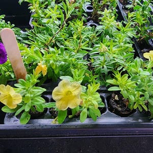 Calibrachoa Minifamous Neo Double Dark Blue X5 or X1 Attracts ...