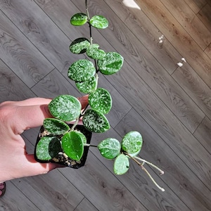 Hoya Lacunosa Leopard Skin 2-inch Exact House Plant - Etsy