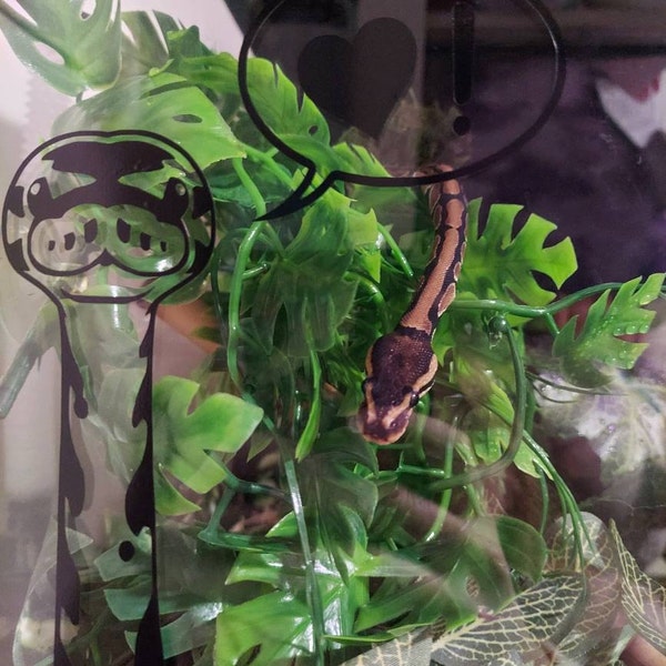 Peeking Ball Python Decal - Periscoping Snake, Serpent, Boa, Reptile ...