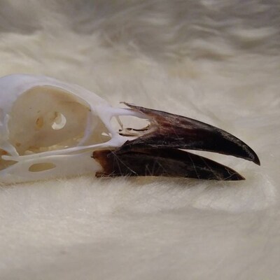 Real Carrion Crow Skull Corvus Carone Raven Corvid Taxidermy Gothic ...