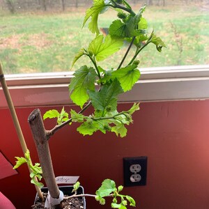 Fraxinus Pennsylvanica, Green Ash Tree Seedling - Etsy