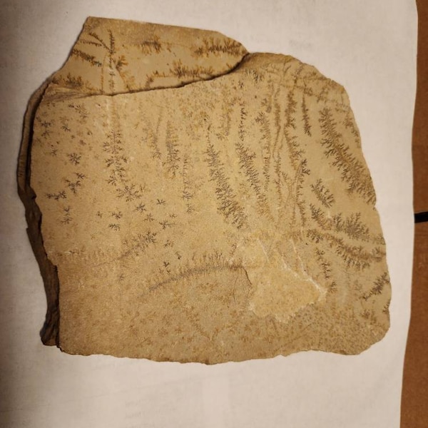 Extremely Rare Fossil Moss Preserved in Flowstone, Middle Miocene ...