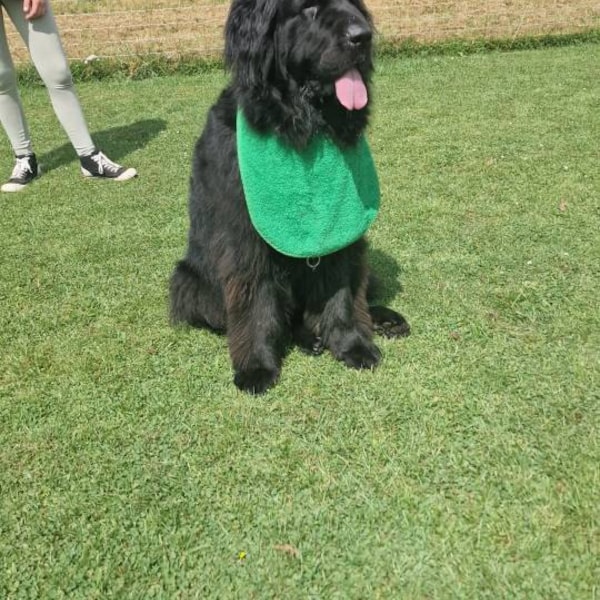 Big Dog Slobber Drool/slobber Bibs 2 Designs - Etsy