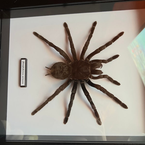 Rusty-leg Tarantula - Framed in Black - Etsy