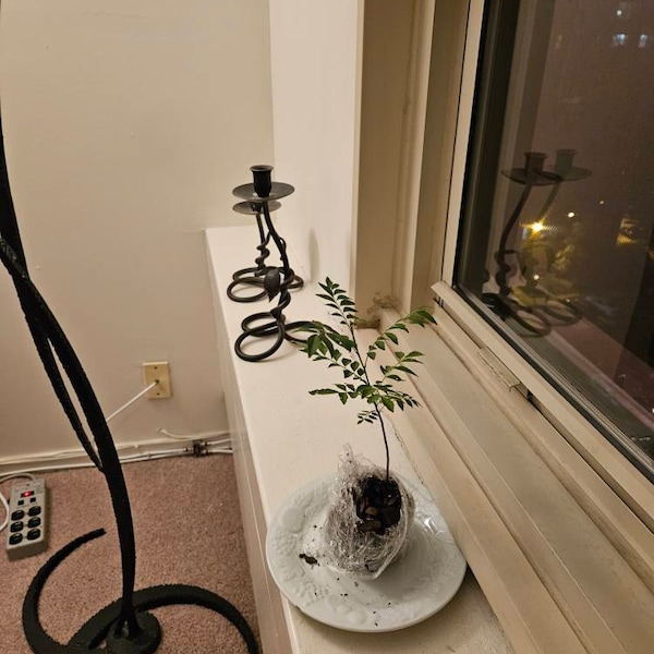 Curry Leaf Tree (sweet Neem) Live Plant - Etsy