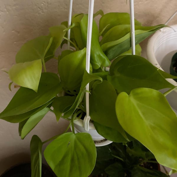 Aglaonema Jackpot Pot 4” - Houseplant - Indoor Plant - Live Plant ...