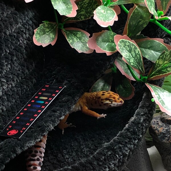 2 in 1 Hide Hammocks, Double Leopard Gecko Hammock, Small Reptile ...