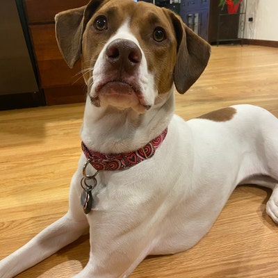 Bright Static Dog Collar, Cat Collar, Made to Order Available in Buckle ...