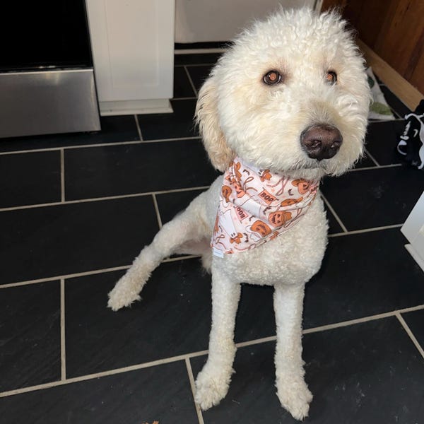 Sienna Bandana, Dog Bandana, Fall Dog Bandana, Over the Collar Dog ...
